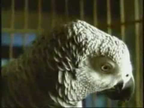 Budweiser Commercial - Parrot - YouTube