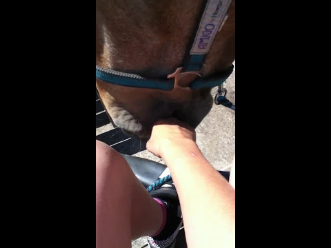 Toffee licking my legs...