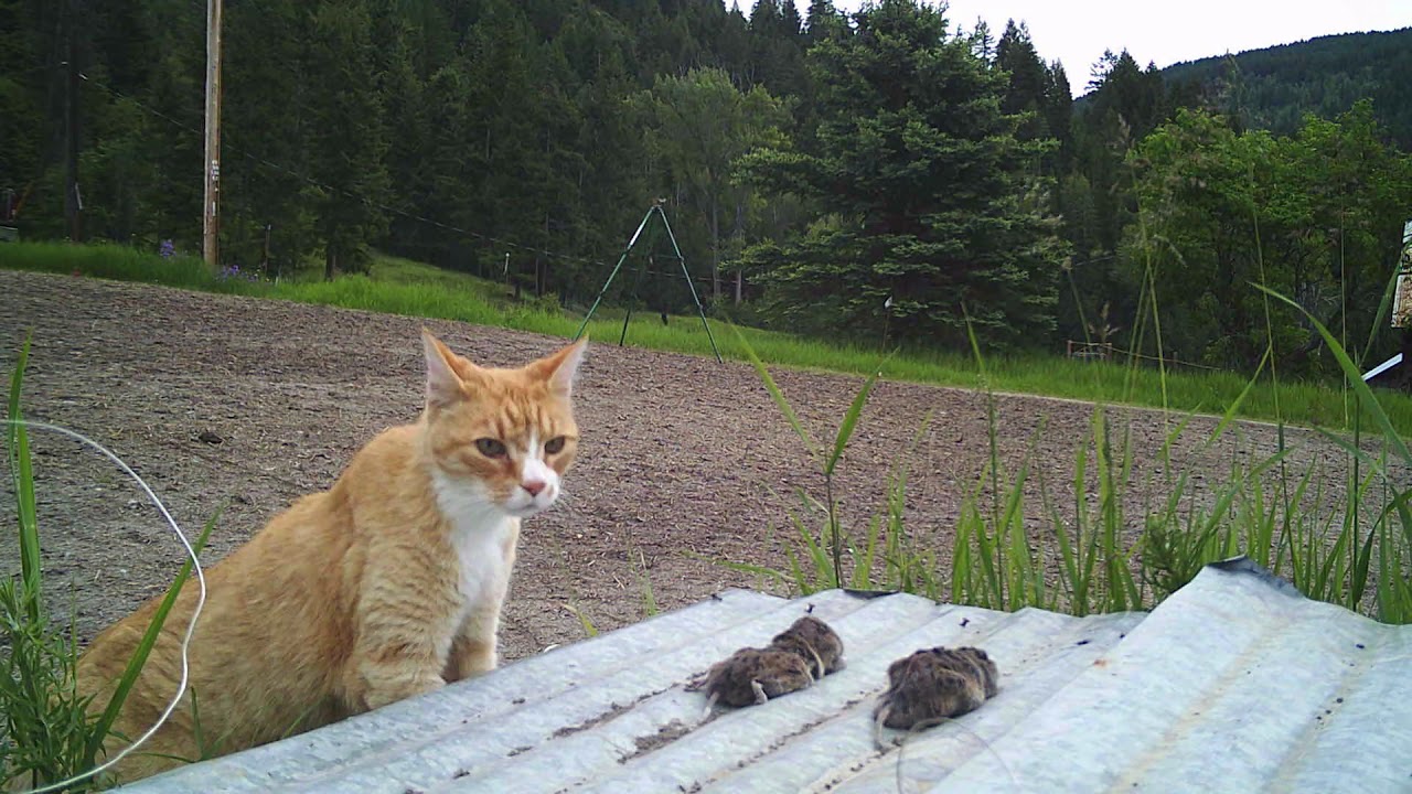 Evil Sam (with worms) Ret. Steals A Dead Gopher! - YouTube