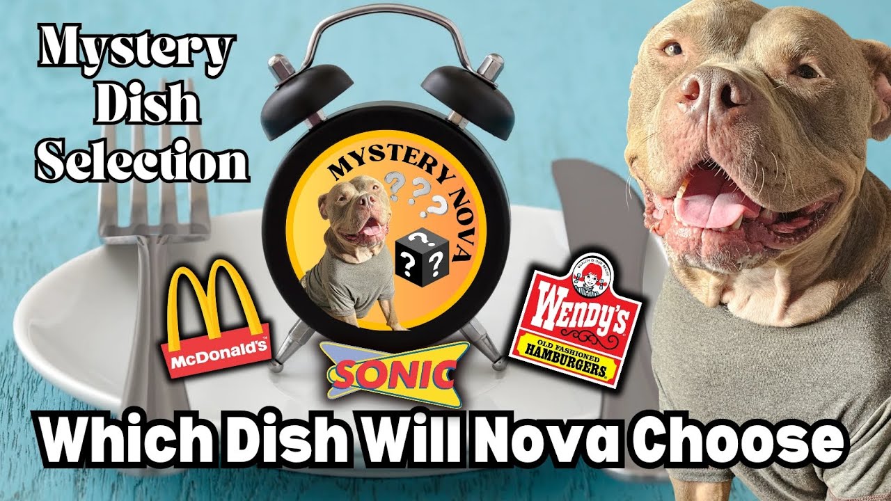 Nova's Mystery Dish 🥘🐾 ️🐕🤣 - YouTube