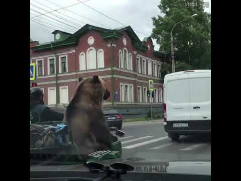 RUSSIAN BEAR RIDES SHOTGUN IN MOTORCYCLE SIDECAR!! - YouTube