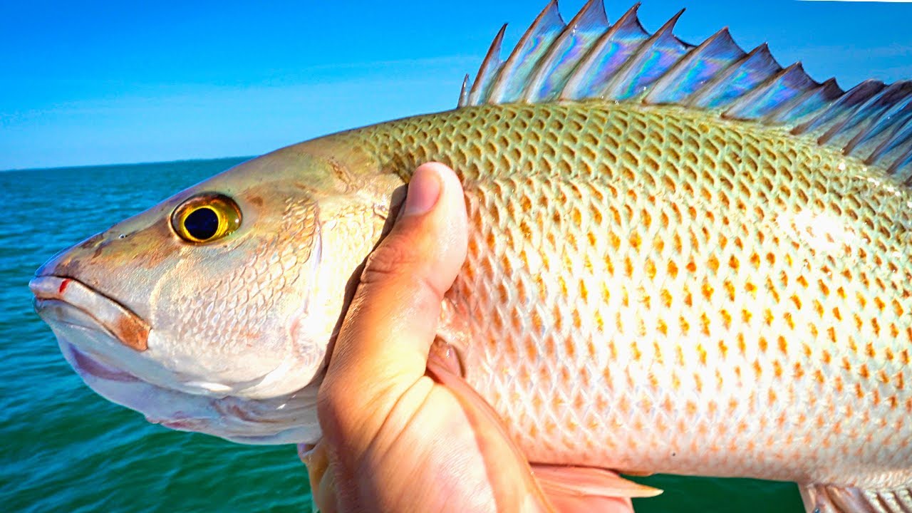 EPIC Mangrove Snapper Fishing Offshore (Dropped GoPro Down To The ...