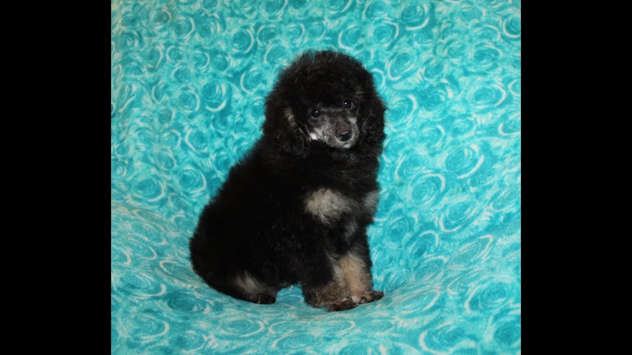 Phantom Mini Poodle Puppy Charlie from PrincelyPoodles.com - YouTube