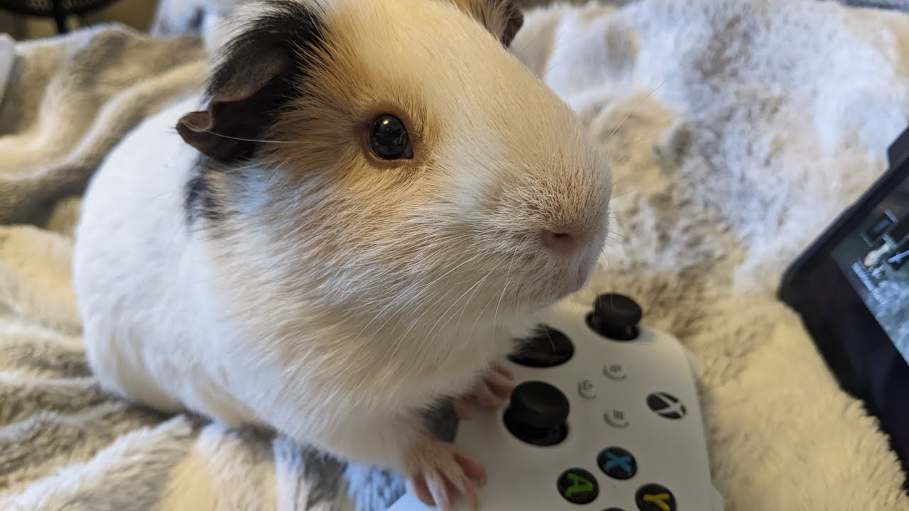 Pro Gamer Guinea Pig - YouTube