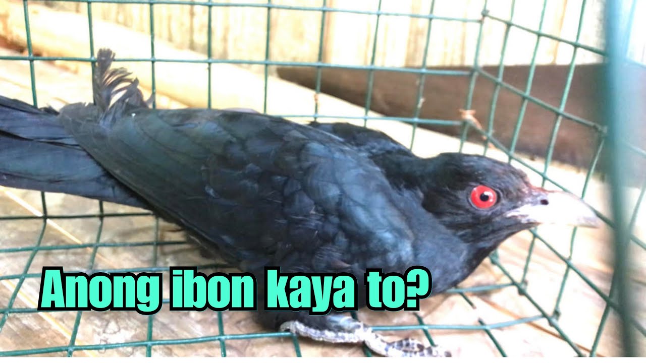Bakit kaya pula ang mata ng ibon na ito | Anong klaseng ibon ba ito ...