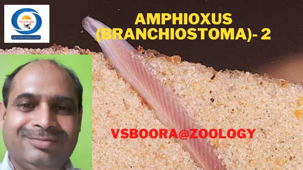 Amphioxus (Branchiostoma) body wall-2#VSBoora@Zoology# - YouTube