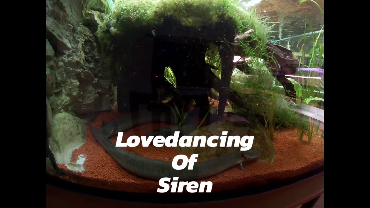 Lovedancing Of Siren Intermedia lesser Siren - YouTube