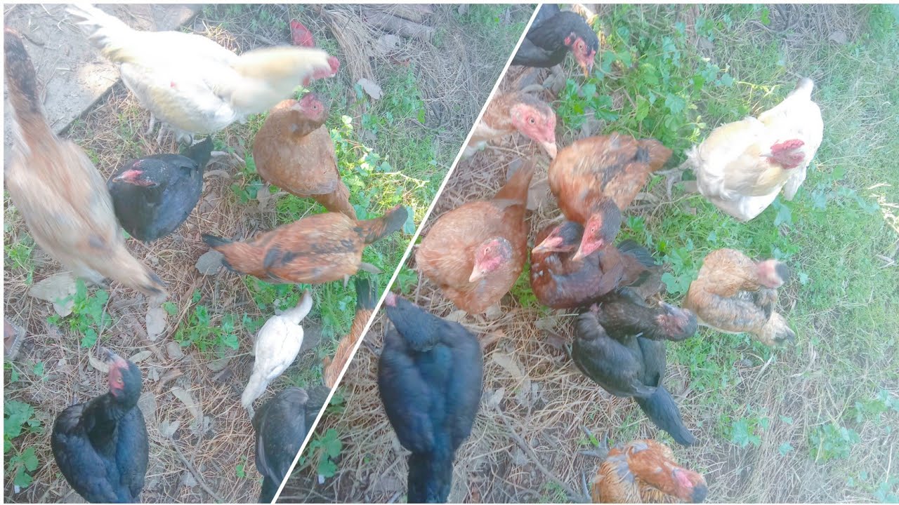 free range chicken farming|poultry farming business in village|Pakistan ...