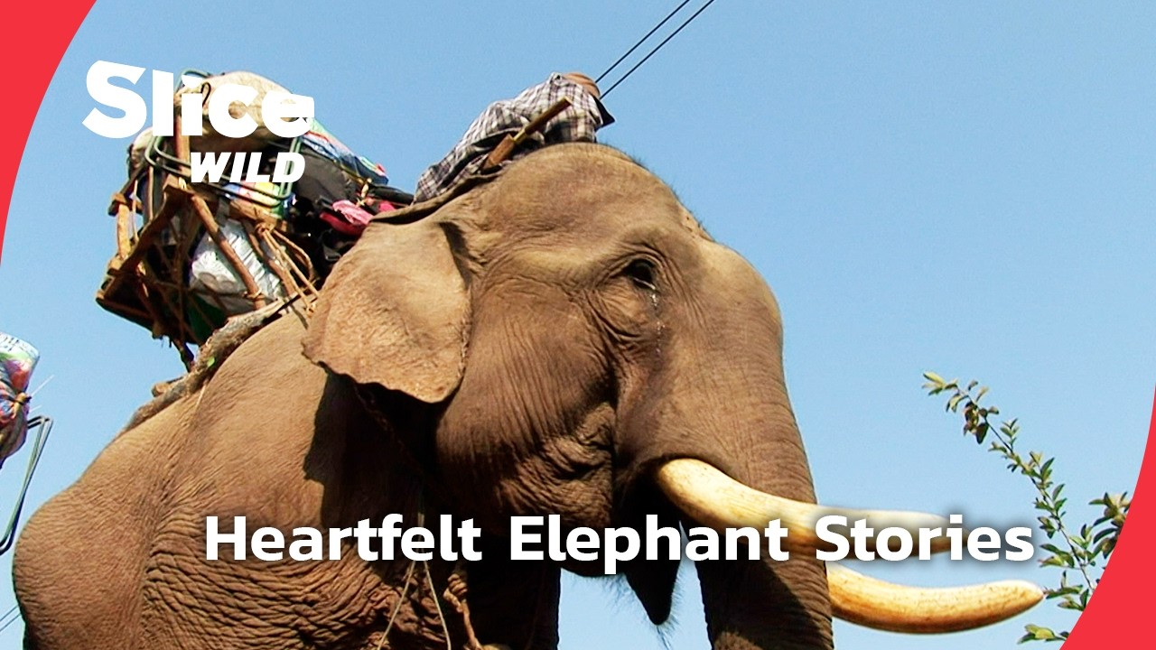 Elephant Memoirs: A Bond Beyond Words | SLICE WILD | FULL DOC - YouTube