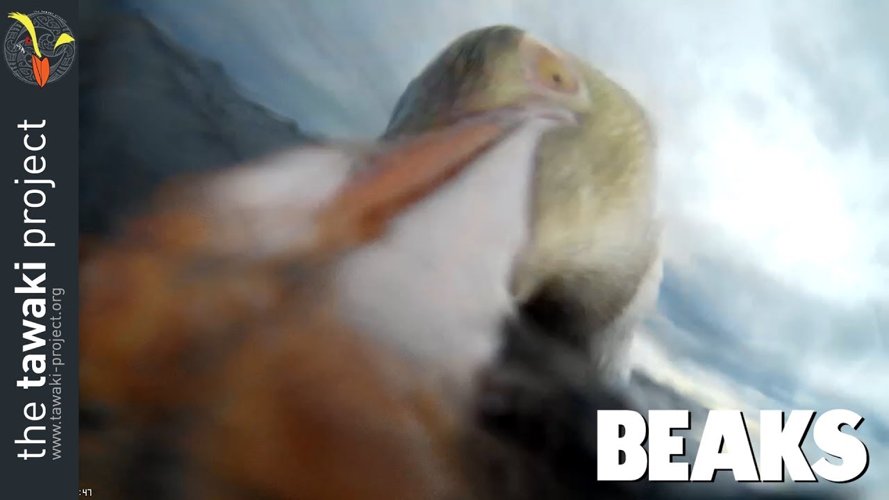 BEAKS - YouTube