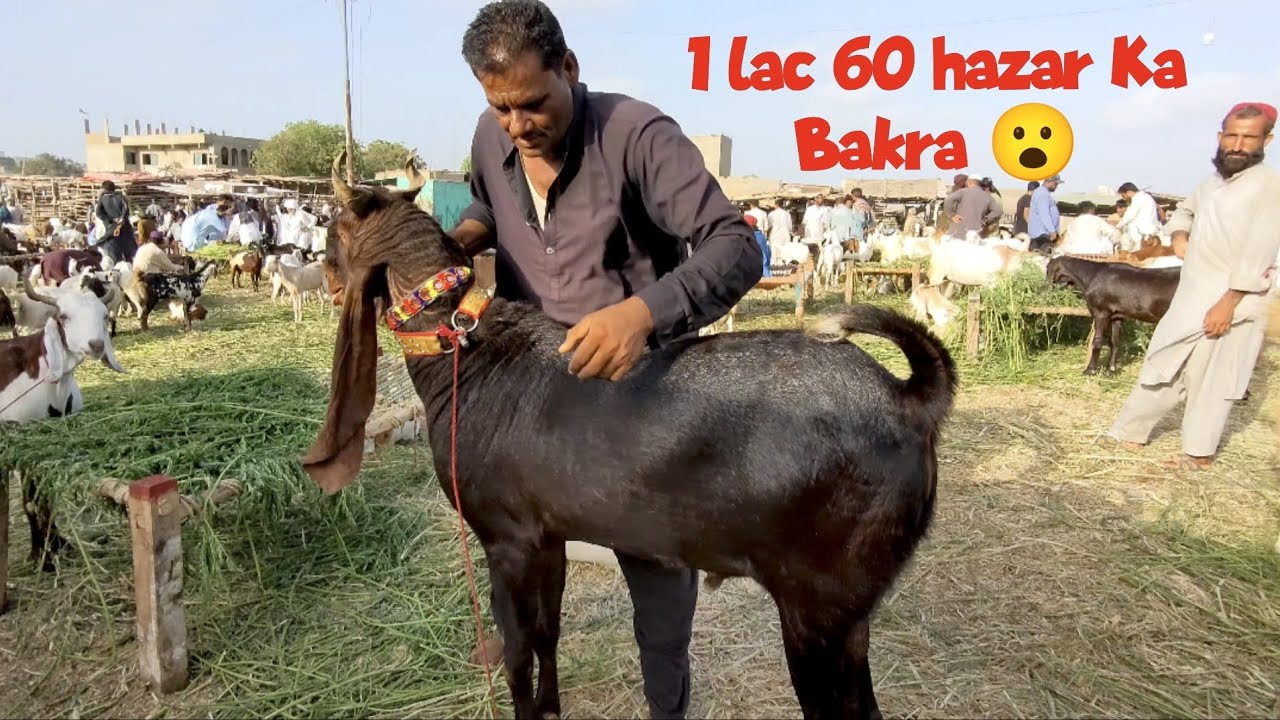 Bhens Colony Bakra Mandi Price Update | 02 Jun 2023 - YouTube