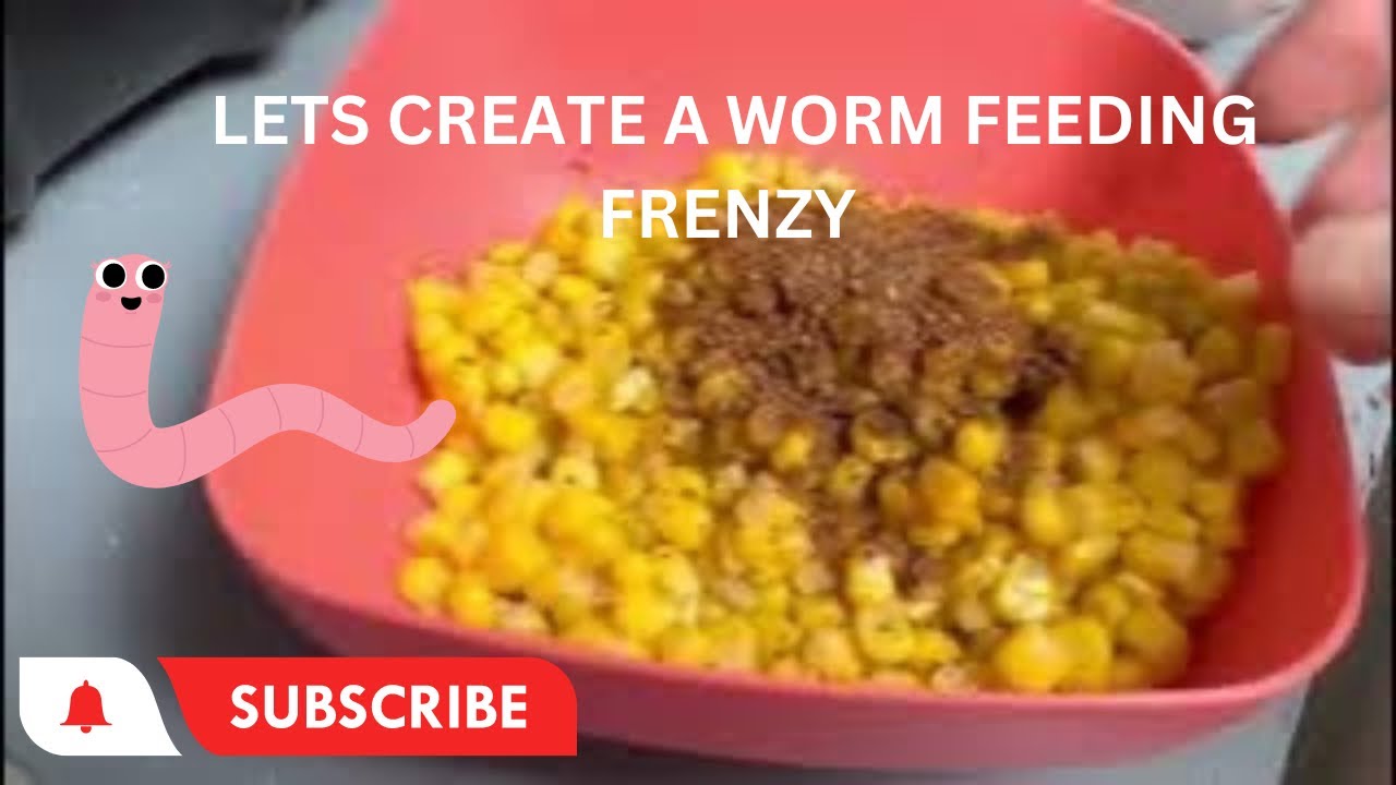 Creating a worm feeding frenzy among 4 worm species all living together ...