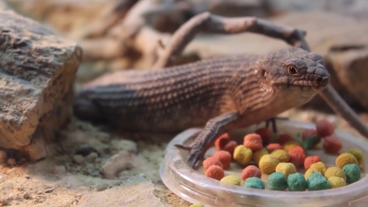 Lizards adventure - YouTube