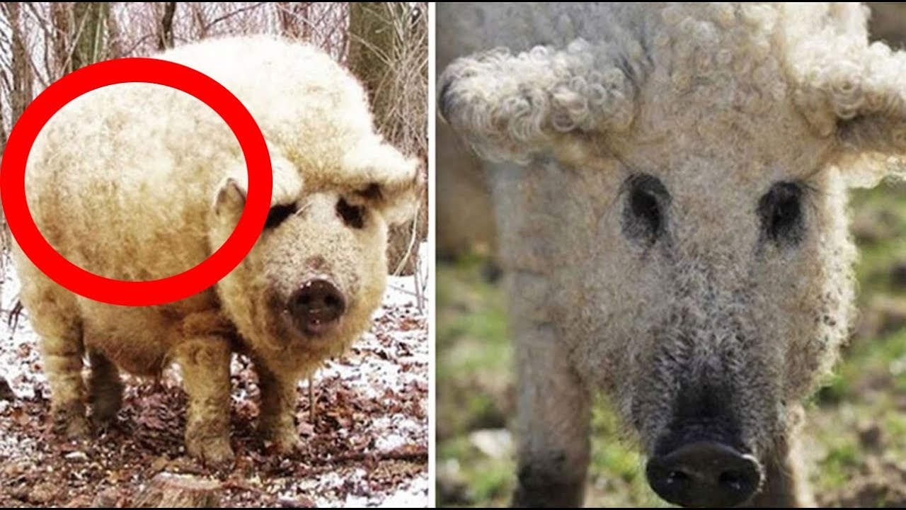 Fuzzy Pigs That Look Like Sheep Are Simply Adorable - YouTube