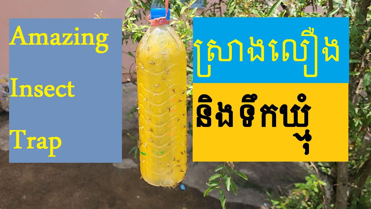 Amazing insect trap DIY- Rithea Reveal - YouTube