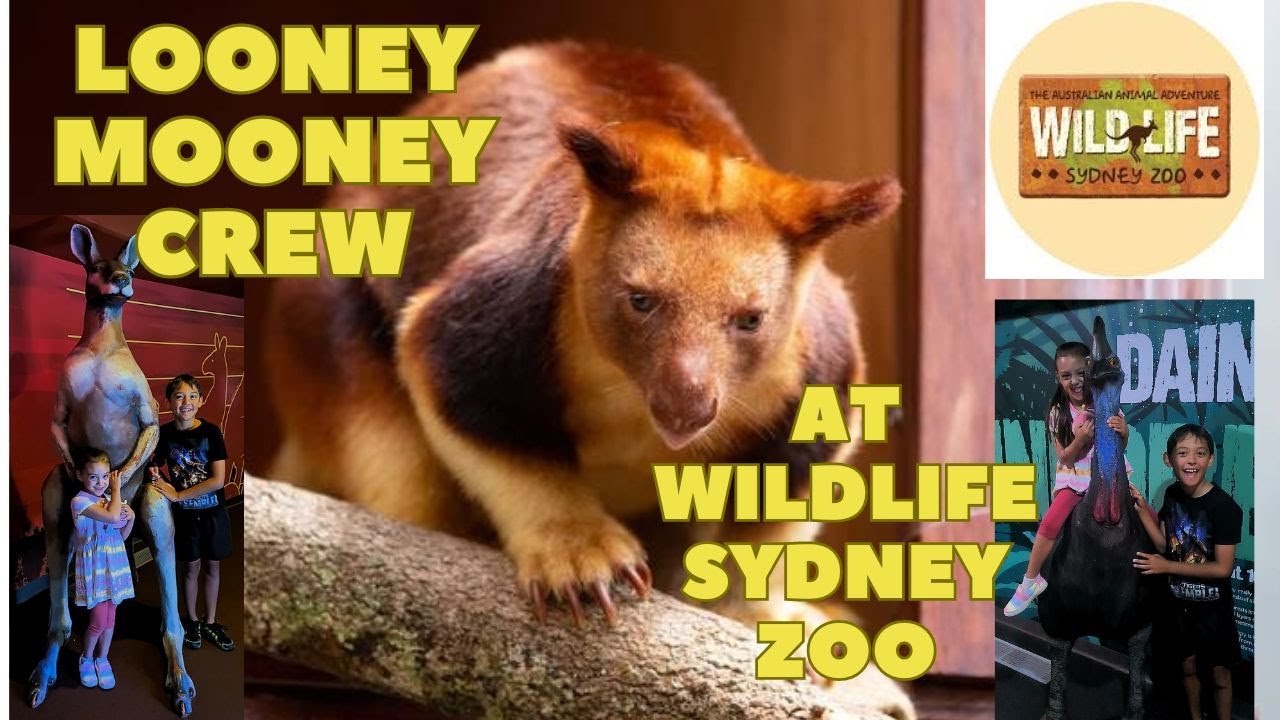 Looney Mooney's visit Wildlife Sydney Zoo at Darling Harbour - YouTube