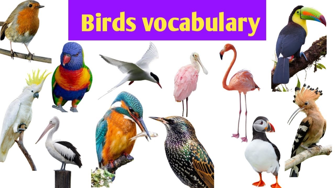 Birds vocabulary/birds name/birds name in English with pictures ...