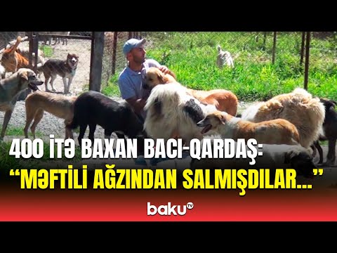 “Heyvan tanınmaz halda idi” | Yüzlərlə itə sahib çıxan şəxs dəhşətə gətirən hadisələri ifşa etdi