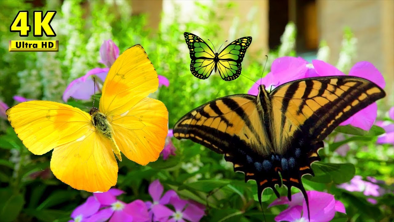 Butterflies in 4K Nature Relaxing with Music & Birds Sounds - YouTube