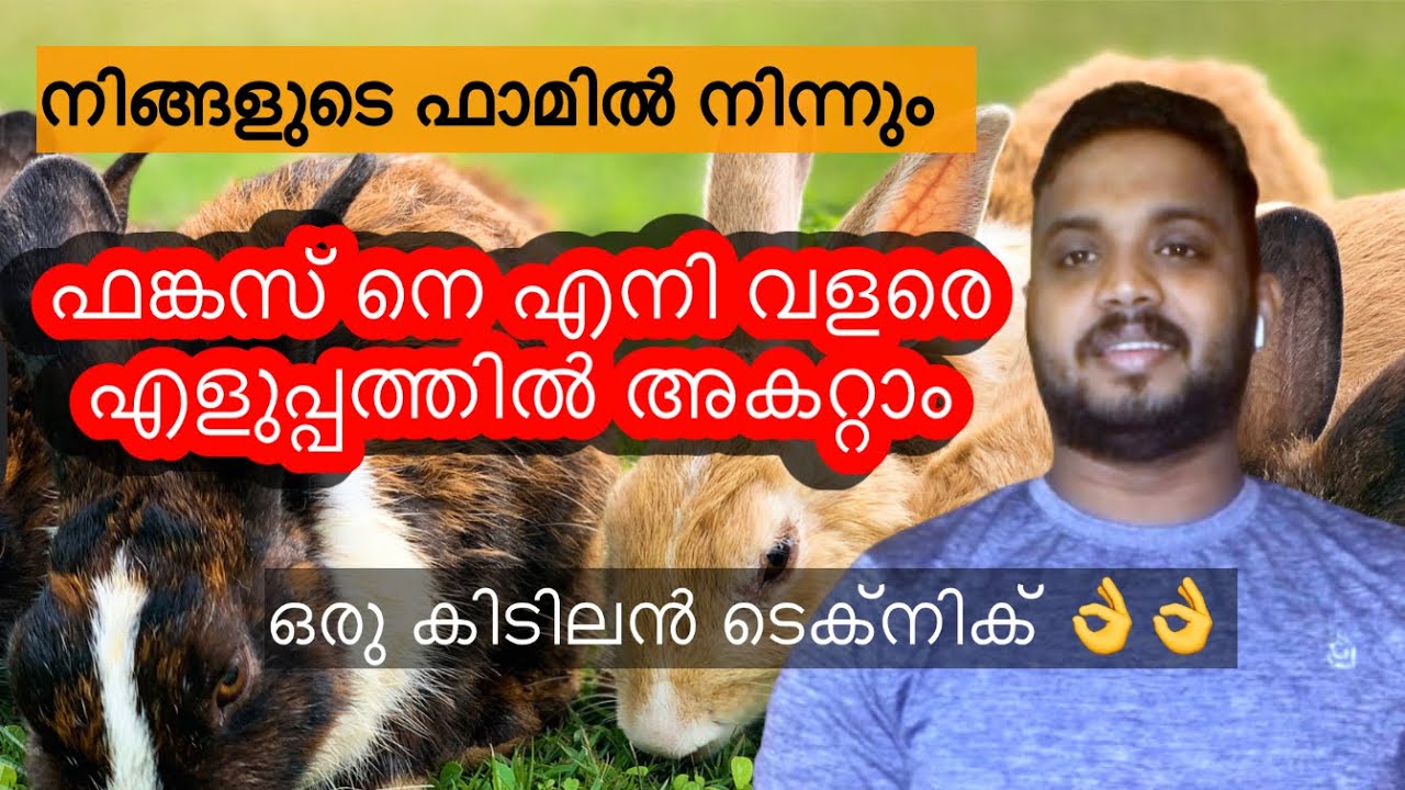 How to treat fungal infections in rabbits | ഫങ്കസ് വന്നാ ...