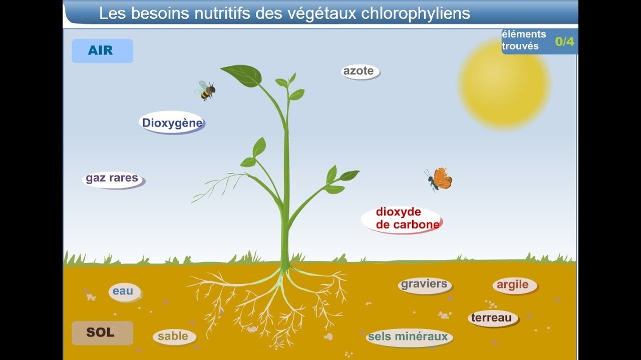 exercice interactif sur les besoins nutritifs des plantes ...