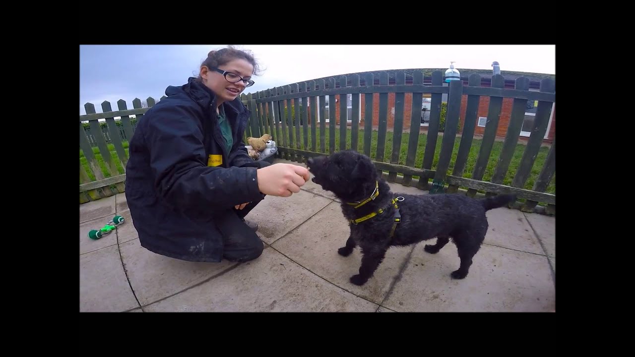 Dogs Trust Evesham - Ralph - YouTube