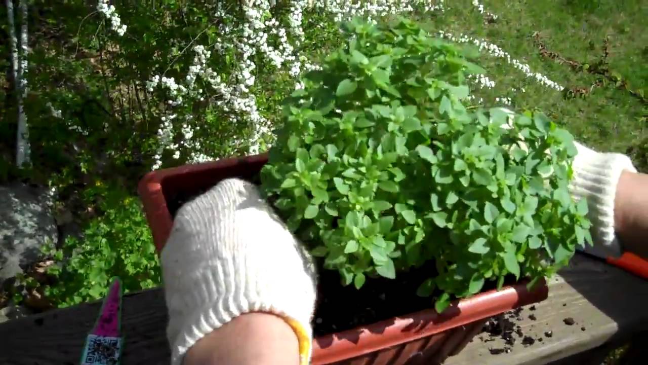 SARRO: HERB GARDENS - Mary Jo Sarro .com - New World of Food - YouTube