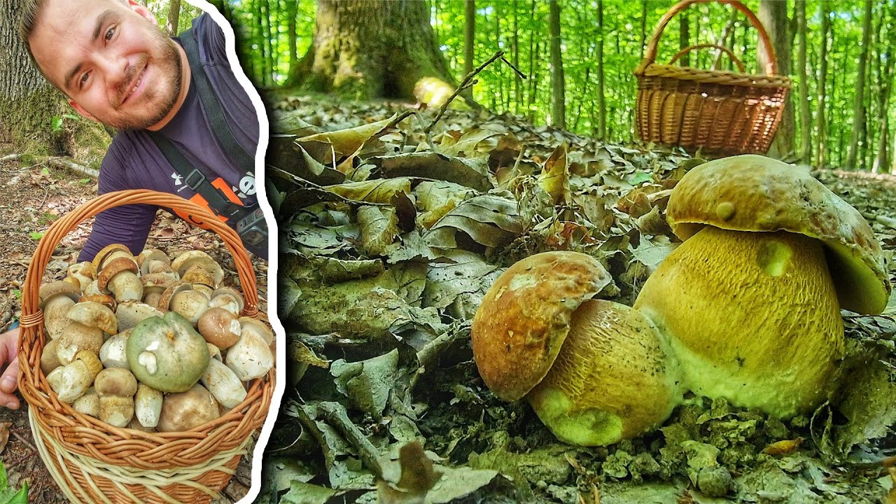 DUBÁKY, modráky, kozáky, plávky. Na huby houby grzyby 2022. UŽ TO ...