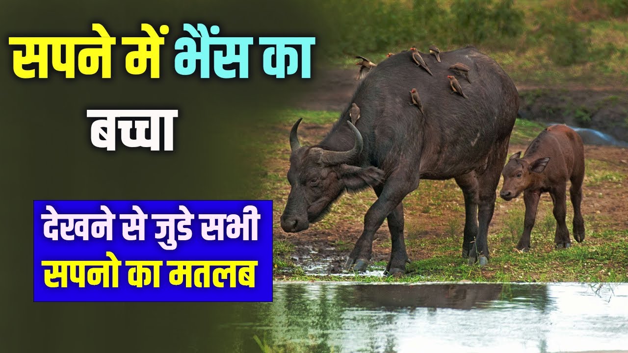Sapne me Bhains ka Baccha dekhna Seeing Buffalo Calf in Dream Bhains ke ...