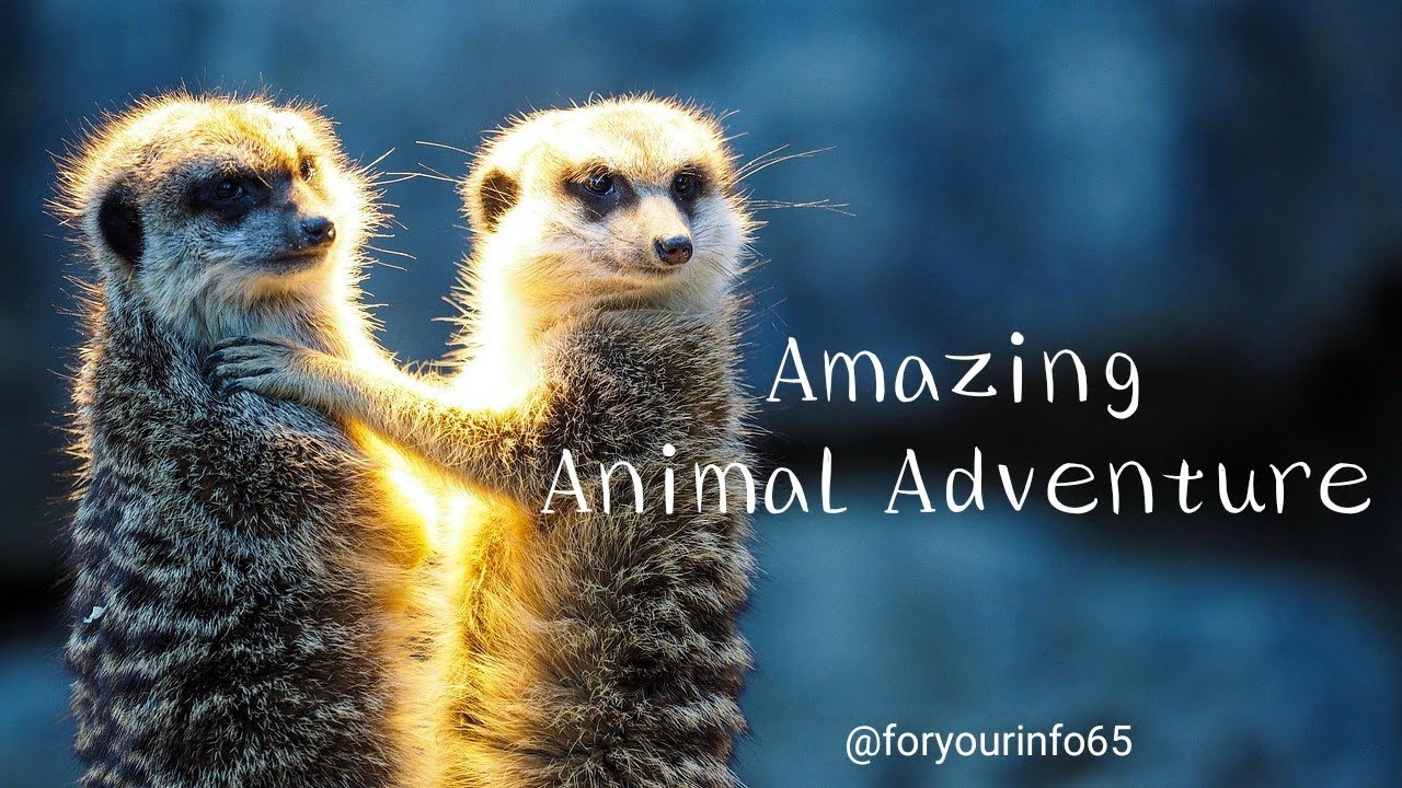 Animal adventure |Amazing Animal Adventure for Kids | jungle story ...