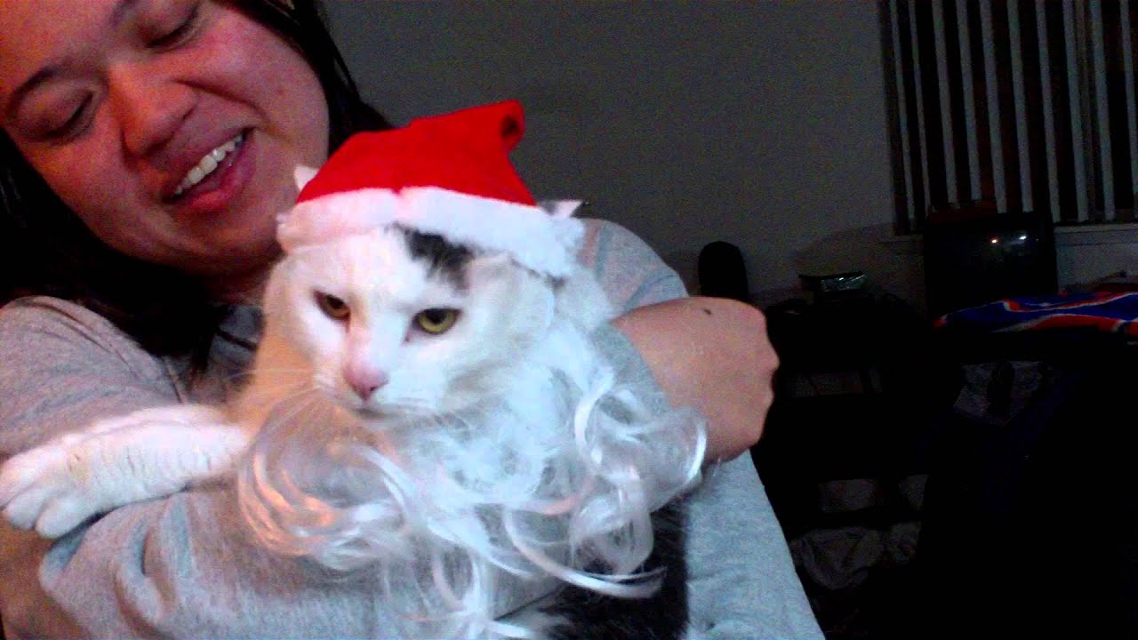vid 1 snowball the christmas cat - YouTube