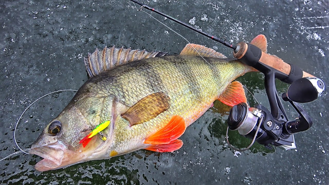 How to Catch Perch in Winter! Ice Fishing for Perch: Tips, Tricks, and ...