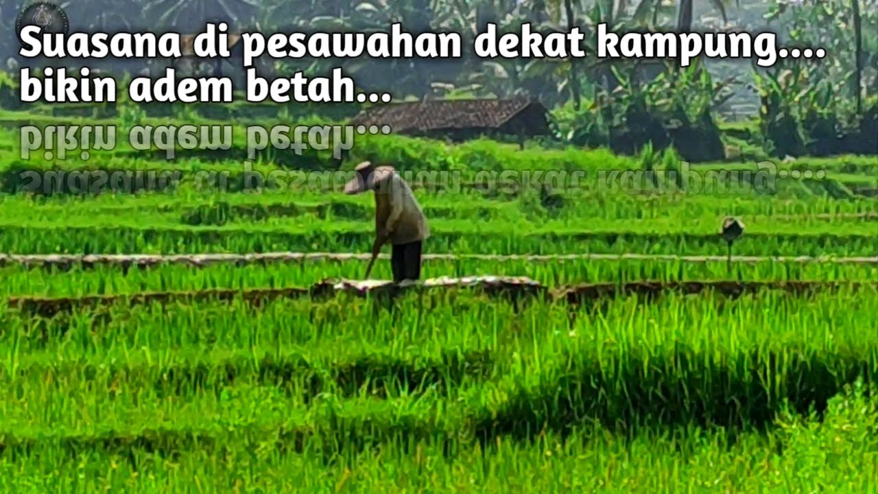 Suasana di pesawahan, dalam rangka proses buat penamaman padi... - YouTube