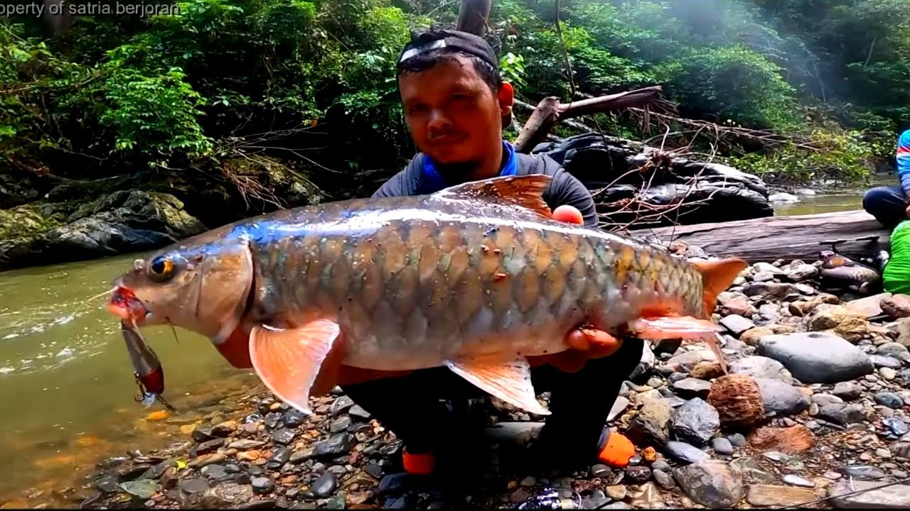 Ada ikan besar di bawah batang kayu || Casting arus deras || Casting ...
