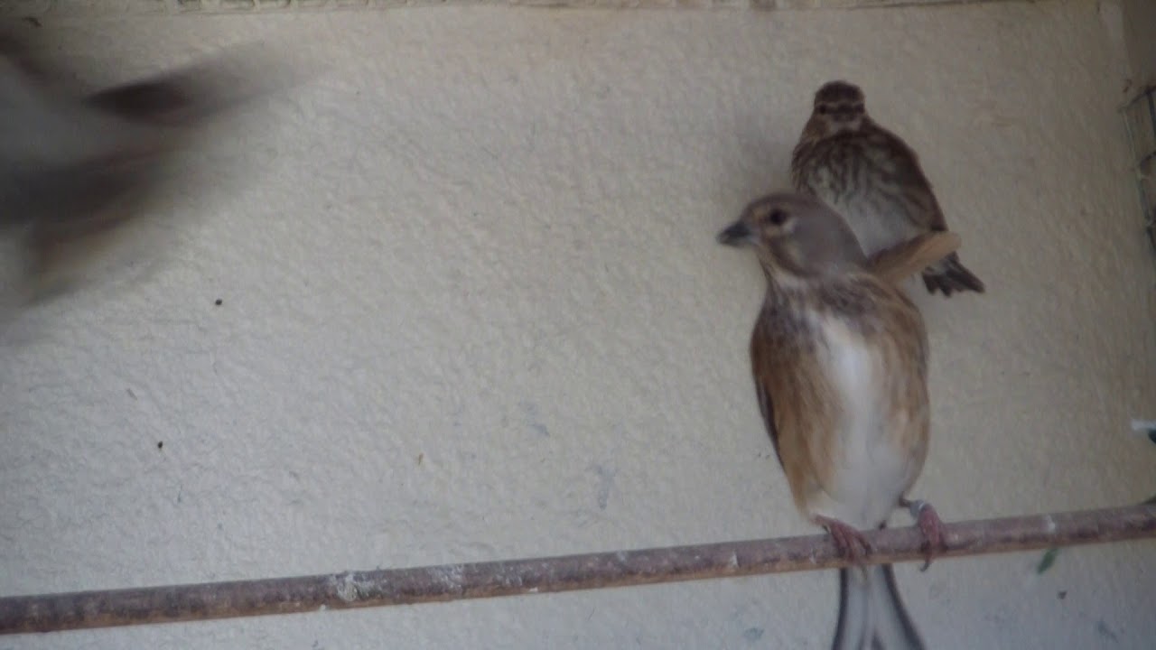 linnet together with a hybrid from linnet x redpoll in the back - 2018 ...