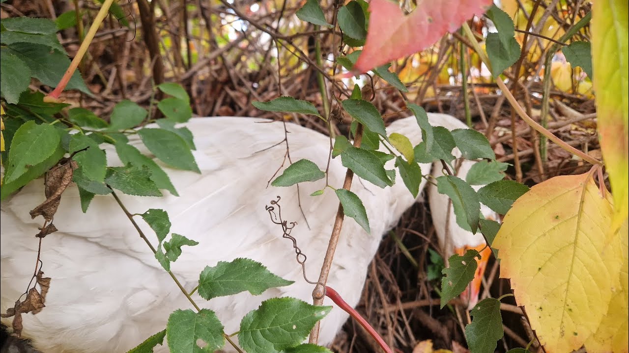 Goose giving sounds of pleasure hidding in bushes. - YouTube