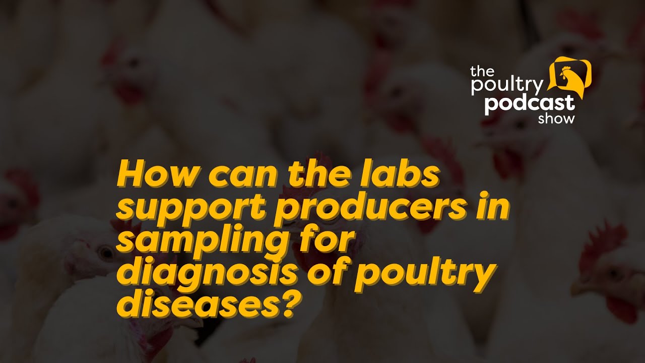 #shorts How can the labs support producers in sampling for diagnosis of ...