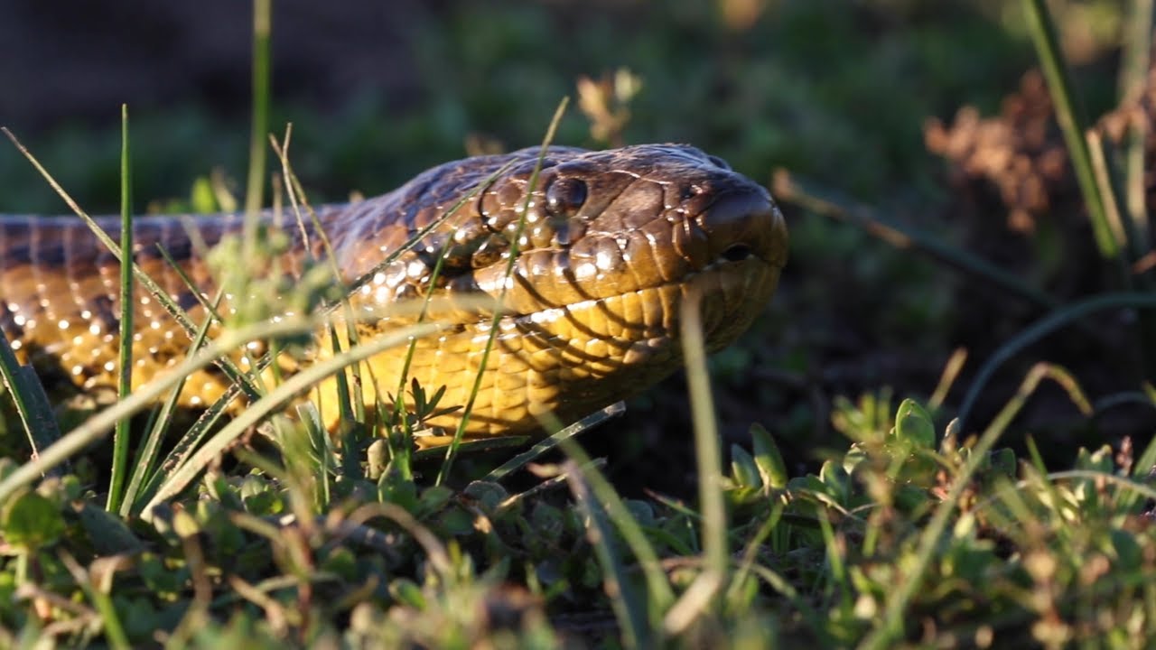 Sucuri Amarela / Anaconda - Brazilian Pantanal - YouTube