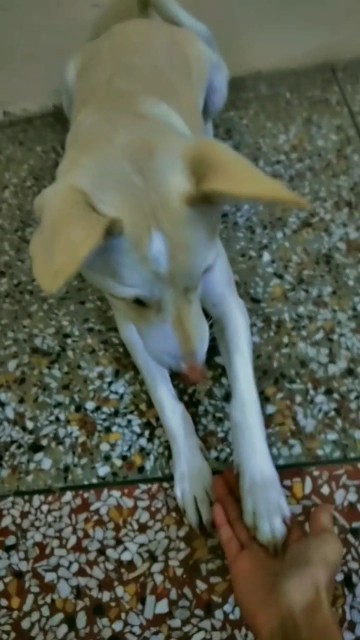 DAISY TRAINING 😍 PLEASE LIKE AND SUBSCRIBE 💝 #daisy #viral #shorts # ...