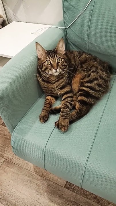 милый котик 😍🥰😍🥰 Youtube