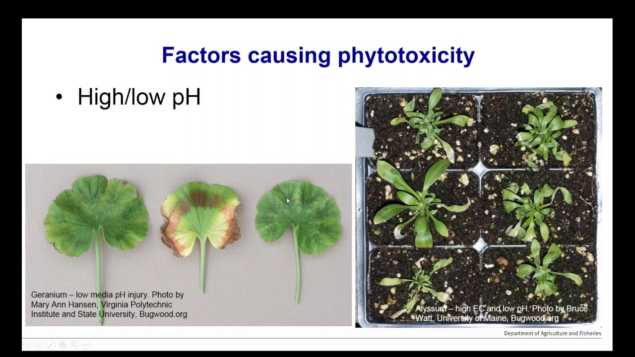 Webinar - Phytotoxicity: How is it caused and how can it be managed ...