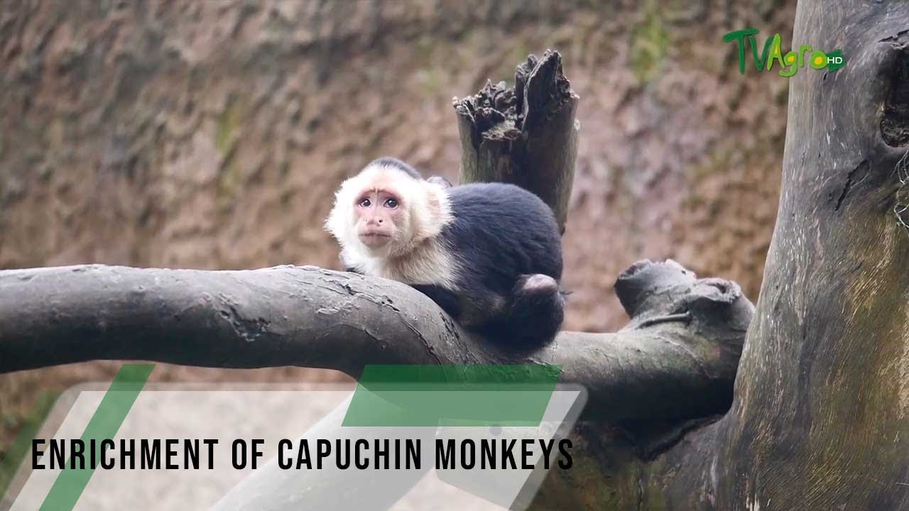 Enrichment of capuchin monkeys - TvAgro By Juan Gonzalo Angel - YouTube
