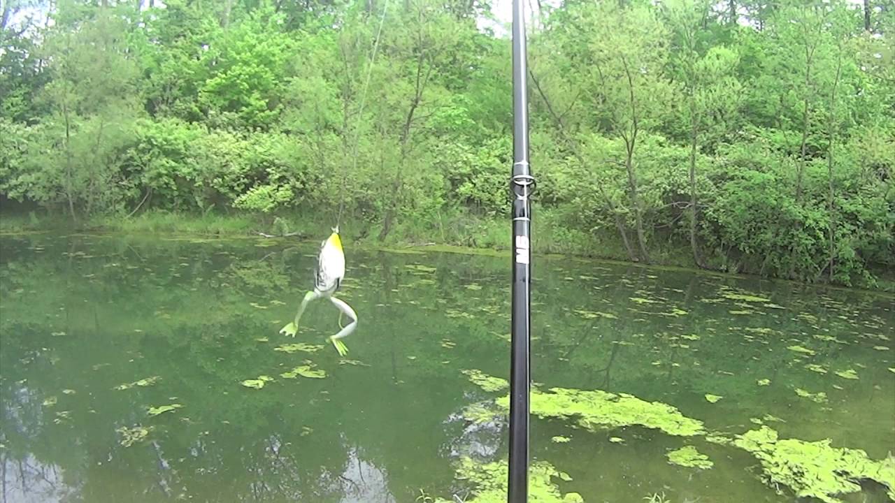 Top water frog action , determined ! - YouTube