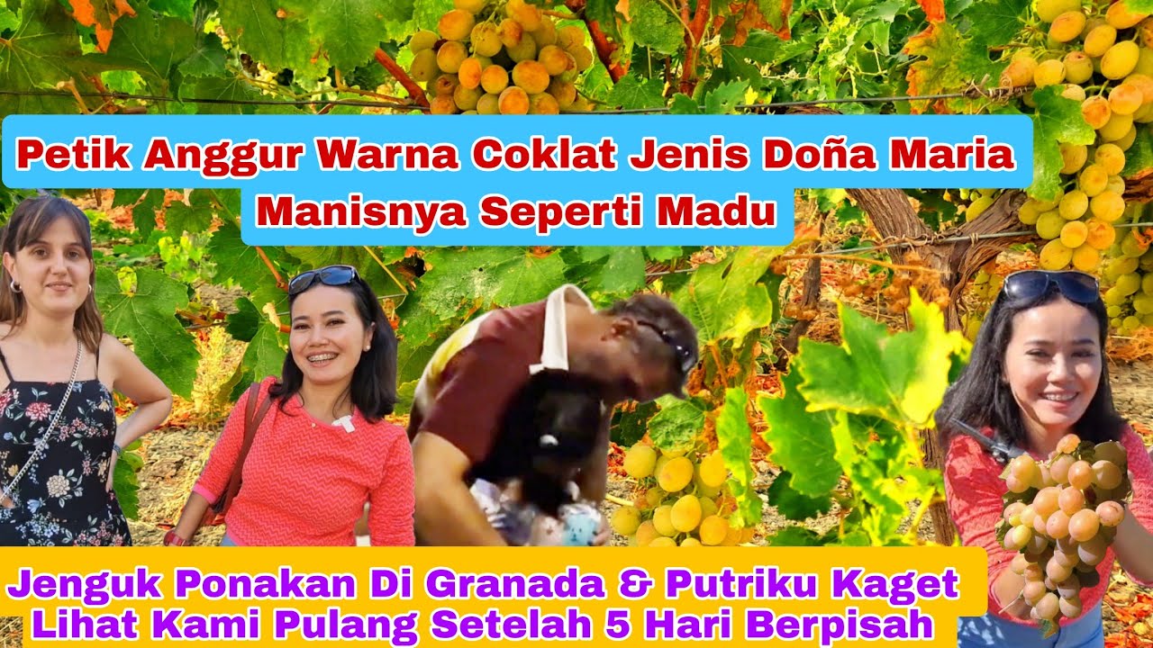 Panen Anggur Warna Coklat Jenis Doña Maria.. Manisnya Seperti Madu ...