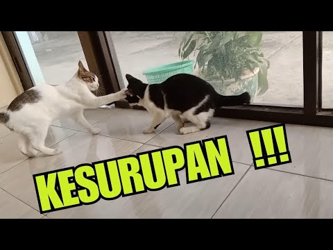 When CATS never get along|KUCING bertengkar | FUNNY CAT |FUNNY VIDEO ...