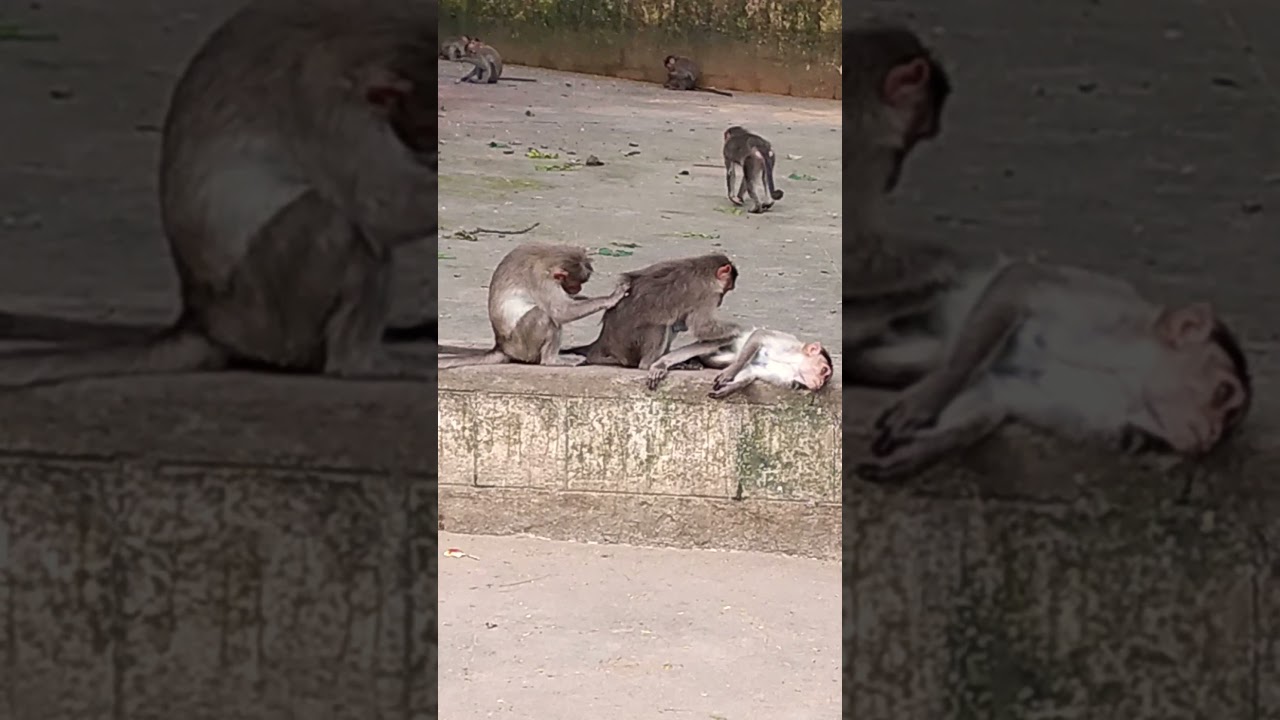 Monkeys doing surgery for another monkey 😹🤣😂 LOL - YouTube