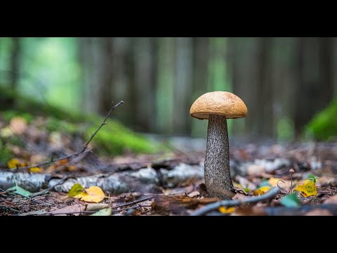 The Mushroom Trail - YouTube