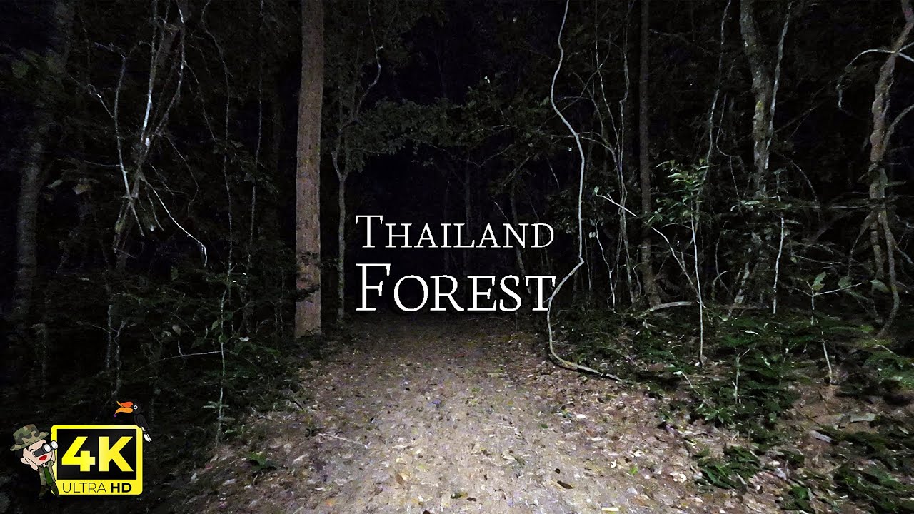 Walking Alone in a Asian Forest at Night. More to Relaxing than Scary ...