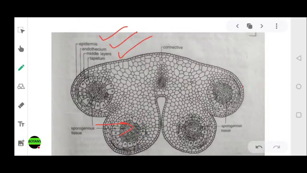 Microsporangium..Structure Of Anther - YouTube