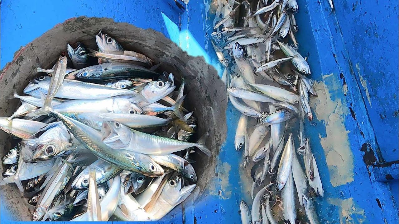Tuloy lang ang harvest ng isda kasama si Kabrader Ed - YouTube